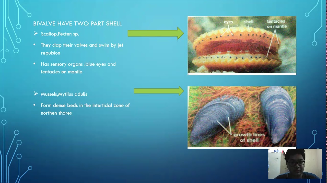 bio trochozoans - YouTube