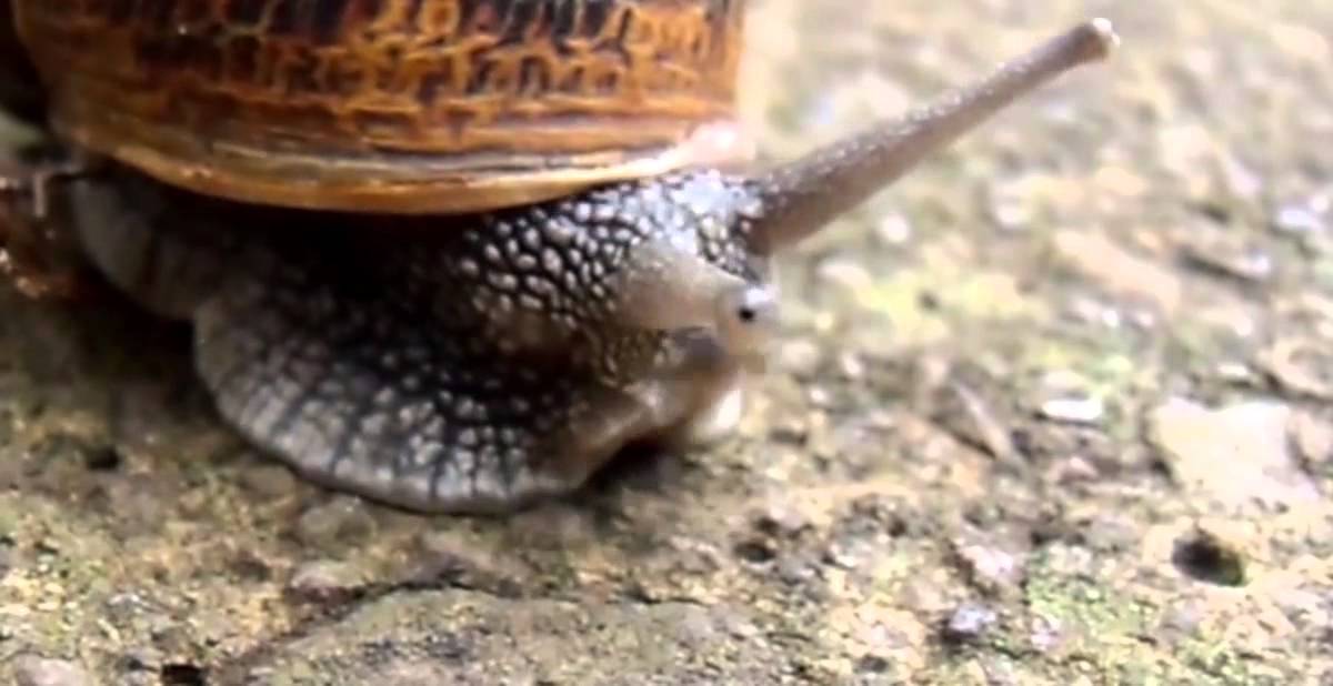 Epic Dubsteb Snail! - YouTube