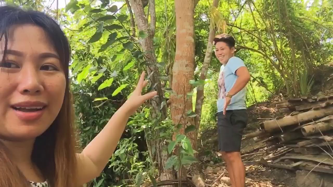 Harvest tayo ng INJAN MANGO - YouTube
