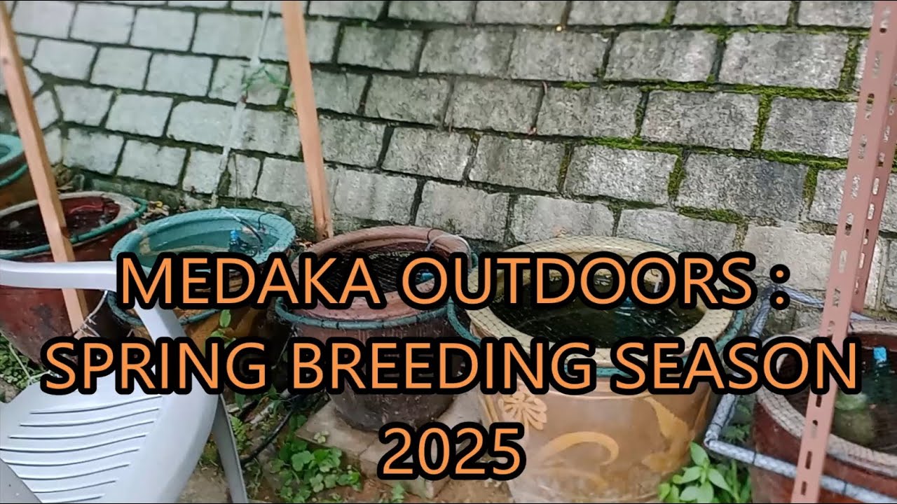 medaka rice fish outdoors - spring breeding season 2025 - YouTube