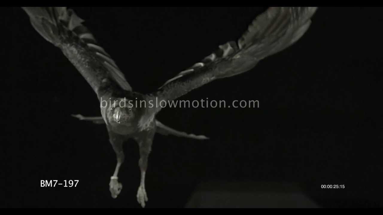 Raven Slow Motion against Black Screen Shot on Phantom HD Gold - 3 ...