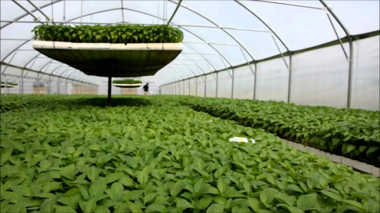 Introduction of Amblyseius swirskii on pepper in propagation with Mini ...