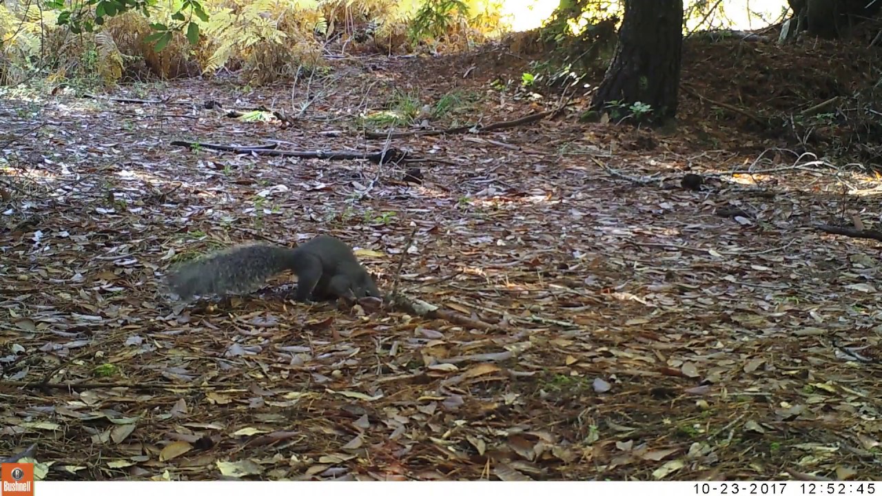 Western Gray Squirrel Burying Acorns - YouTube