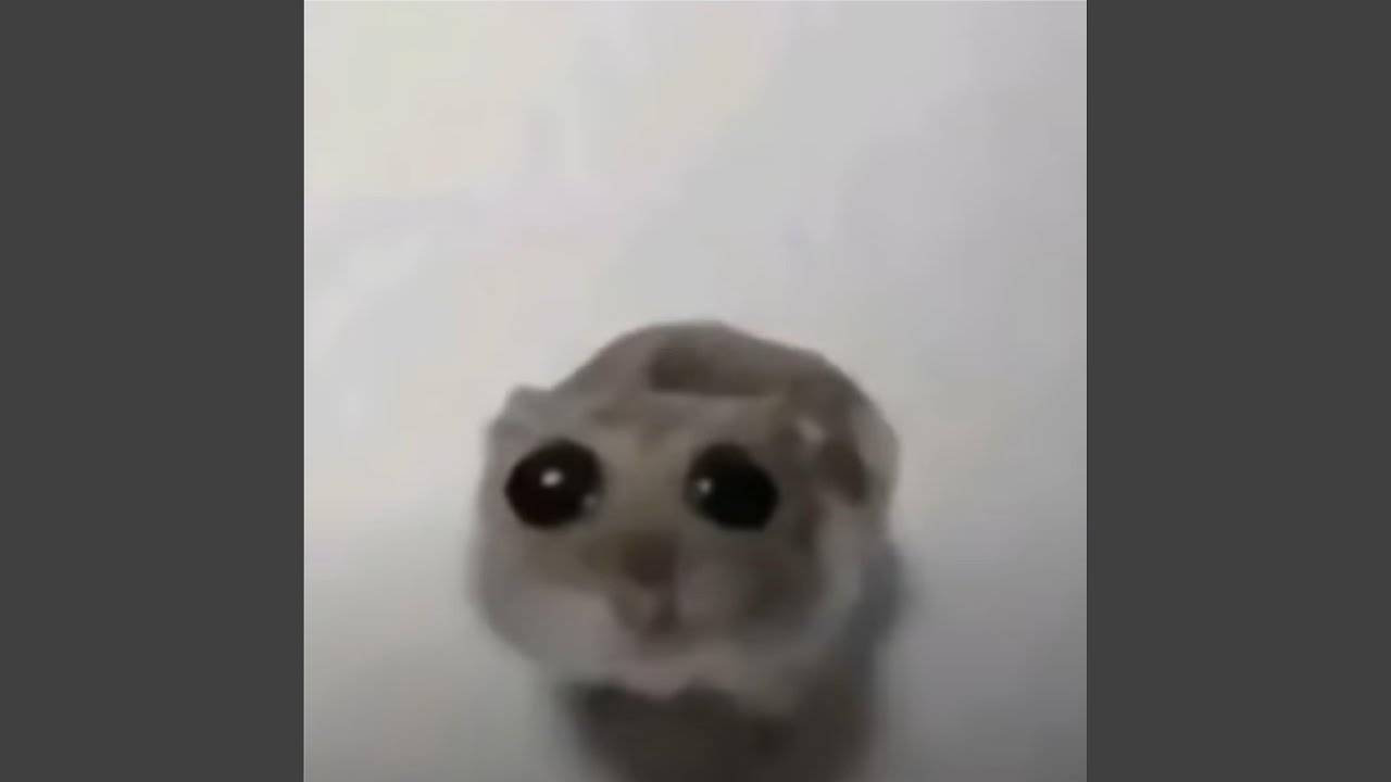 Sad Hamster (Sped Up) - YouTube