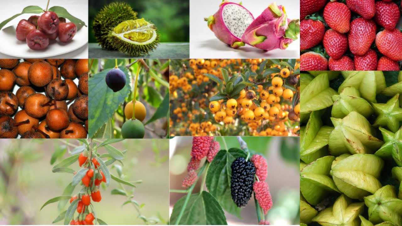 Biggest Producers of 35 Fresh Fruits - YouTube