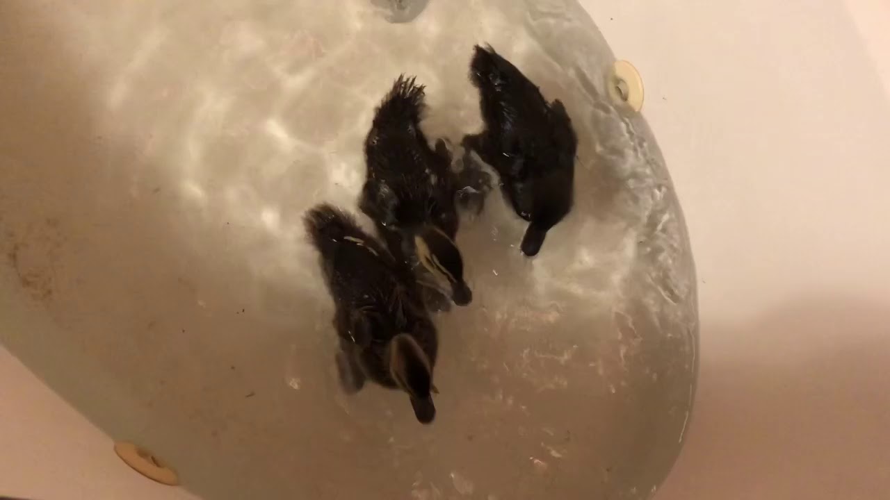 Social Distancing w Ducklings ! - YouTube