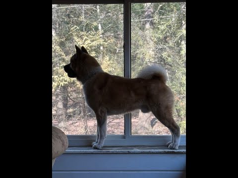 2 Year, 2 Month Old American Akita Dog Silhouette on Window Sill, 3_2_2025 kumason.com