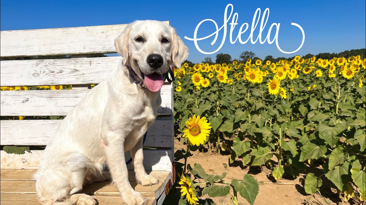 9mo Golden Retriever (Stella) Best Dog Trainers in Florida - YouTube