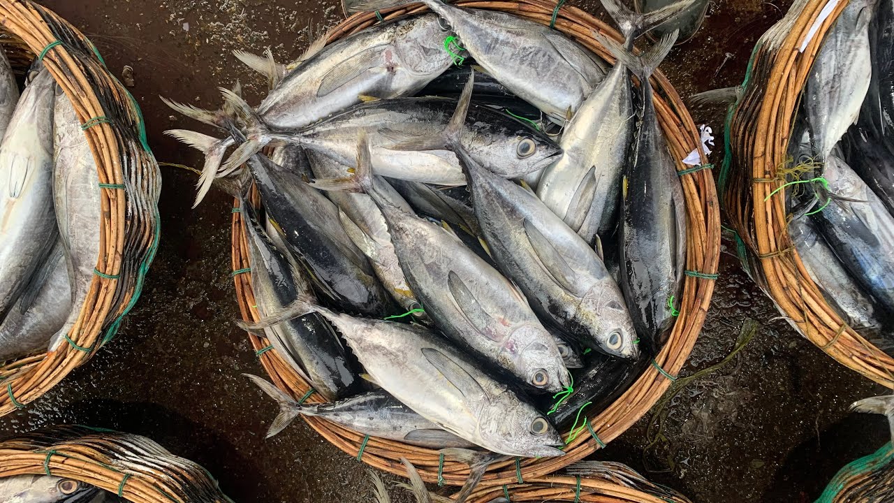 Prosesing unloading TRADITIONAL Fishing Boat Catch a Lot of Fish - Big ...