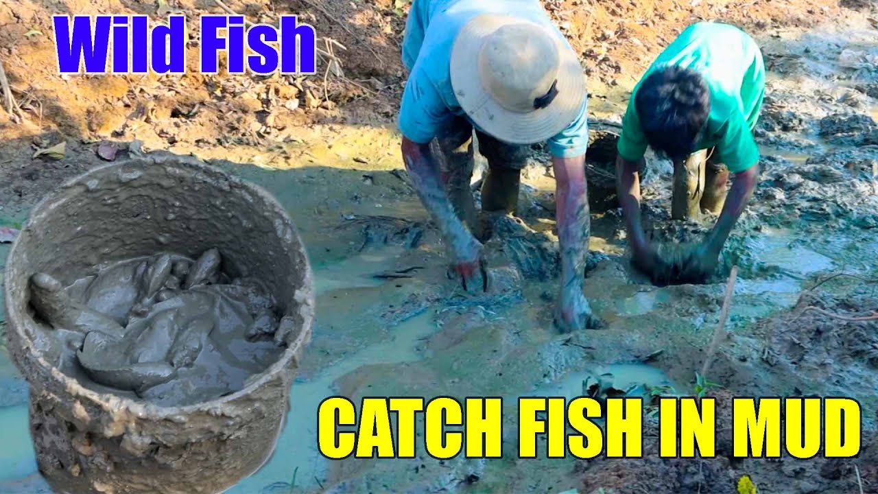 Wild Fish: Catching Fish in Mud in Dry Season [ Khmer fishing post ...