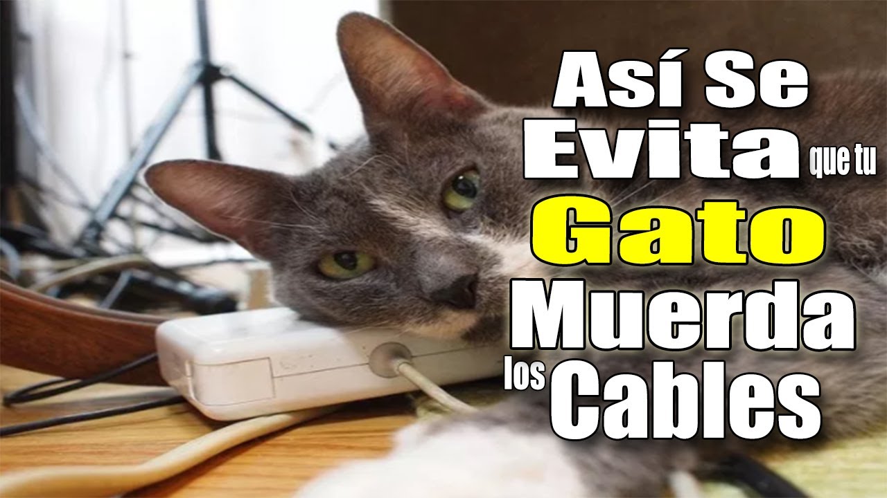 COMO EVITAR QUE MI GATO MUERDA LOS CABLES - YouTube