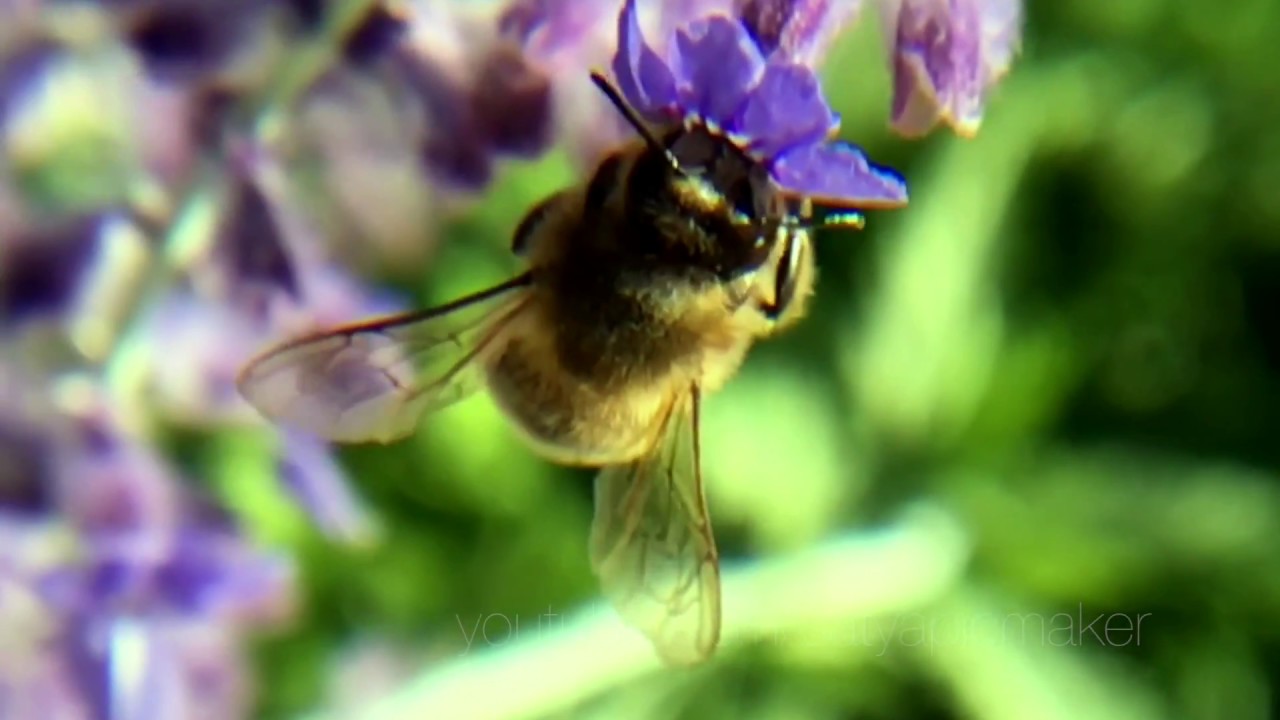 Busy Bee: Life of a Bee - YouTube