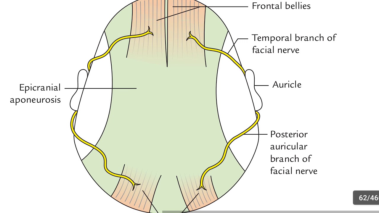 Scalp Part 2 - Occipitofrontalis Muscle & its Nerve Supply - YouTube