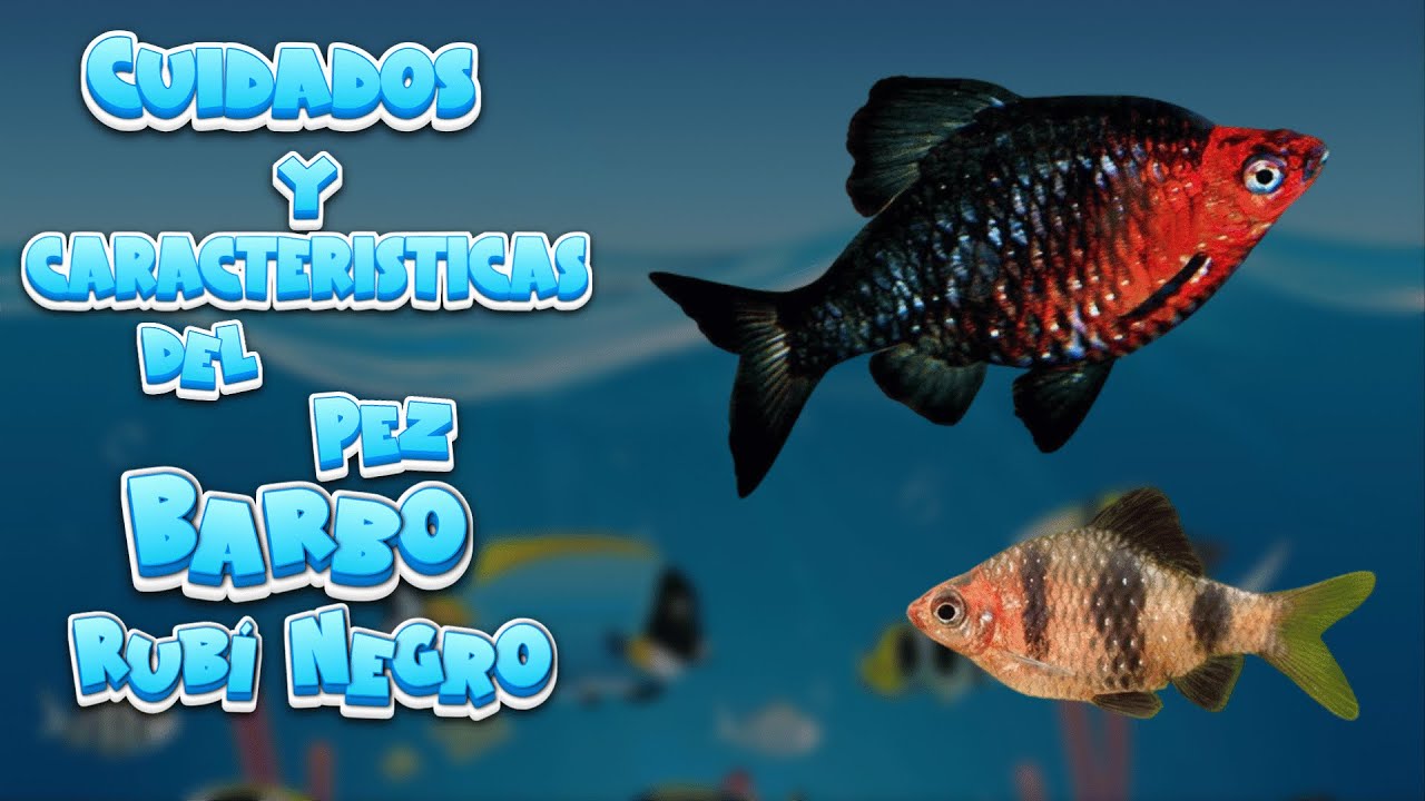 CUIDADOS Y CARACTERÍSTICAS DEL PEZ BARBO NEGRO RUBÍ #acuarios #pezbarbo ...