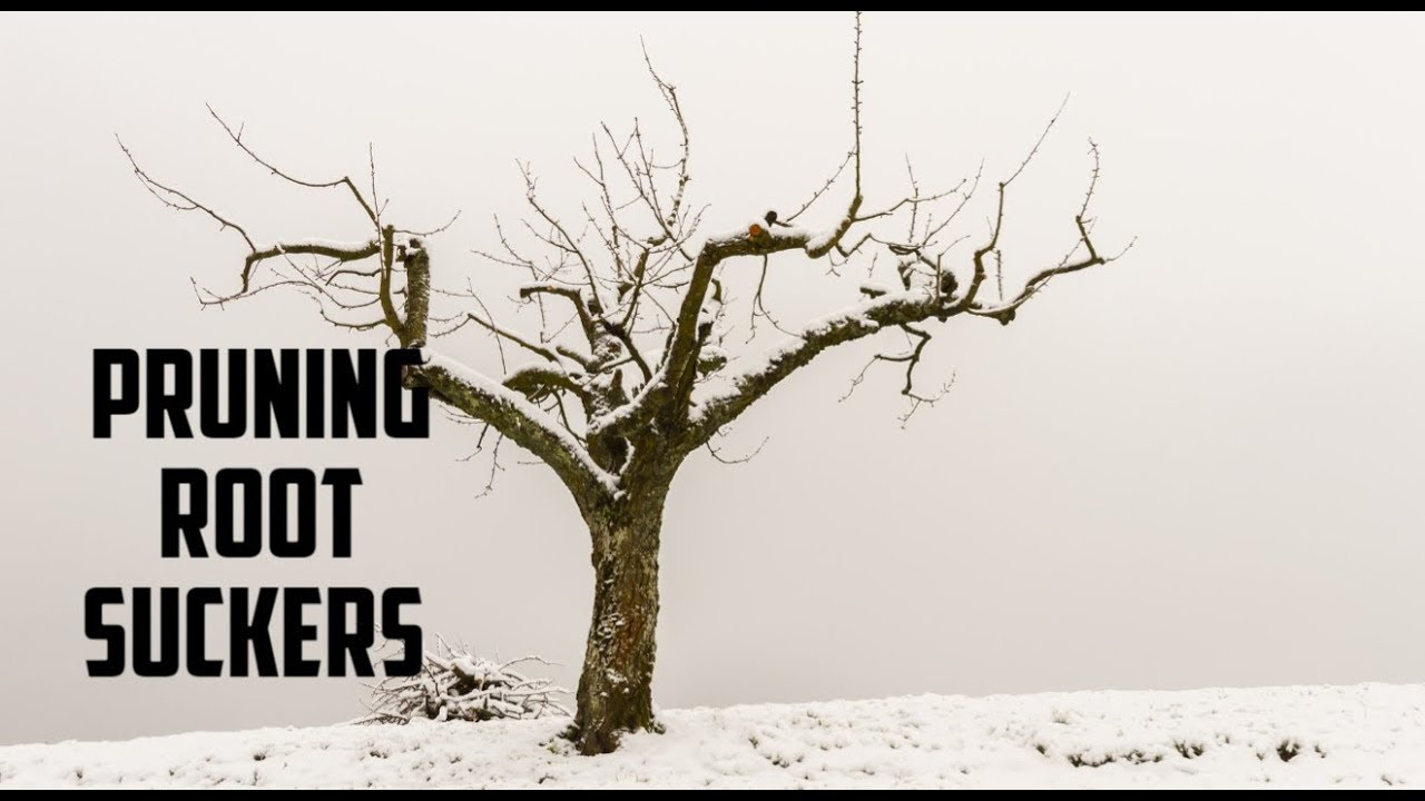 Why you Should Prune Off Root Suckers from Your Fruit Trees - YouTube