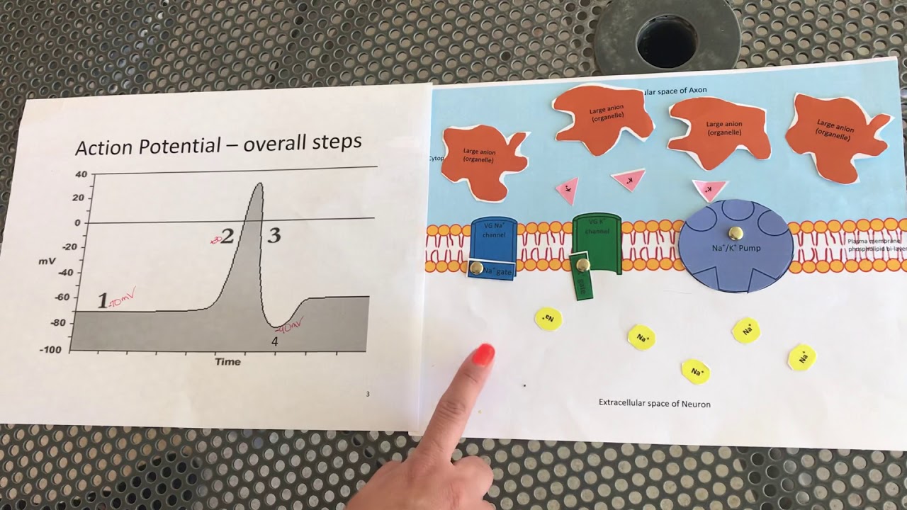 Action potential overall steps - YouTube