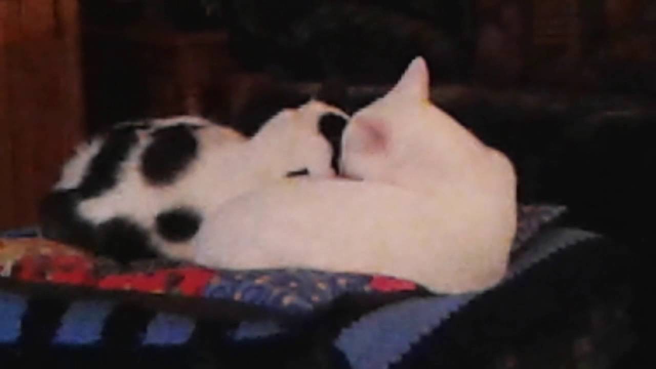Sugar-cookie playing kissy face with Oakley - YouTube