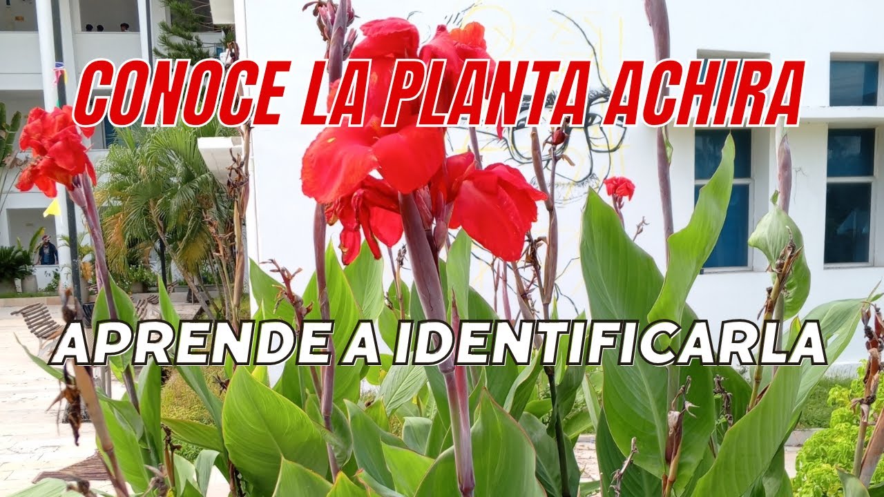 Cómo Reconocer la Planta de Achira Fácilmente - YouTube