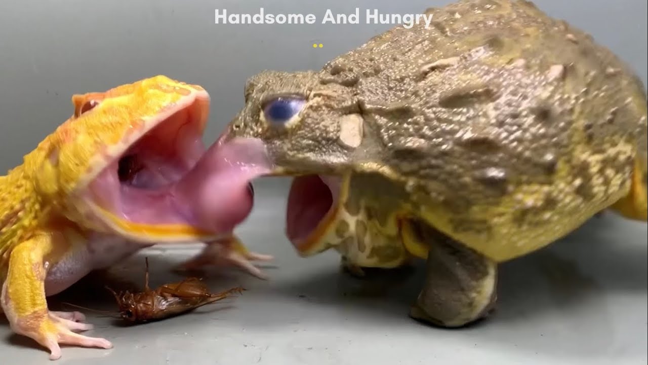 Pacman Frog “POCO” Punch Back African Bullfrog “OPPO” 🐸 - YouTube