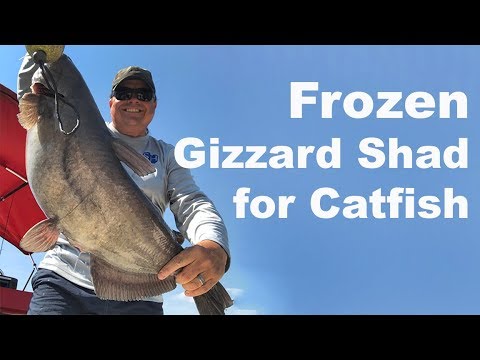 Does Frozen Shad Work for Catfish Bait ? - YouTube