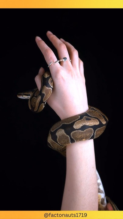 "Discovering the fascinating world of snakes! 🐍 Did you know these ...