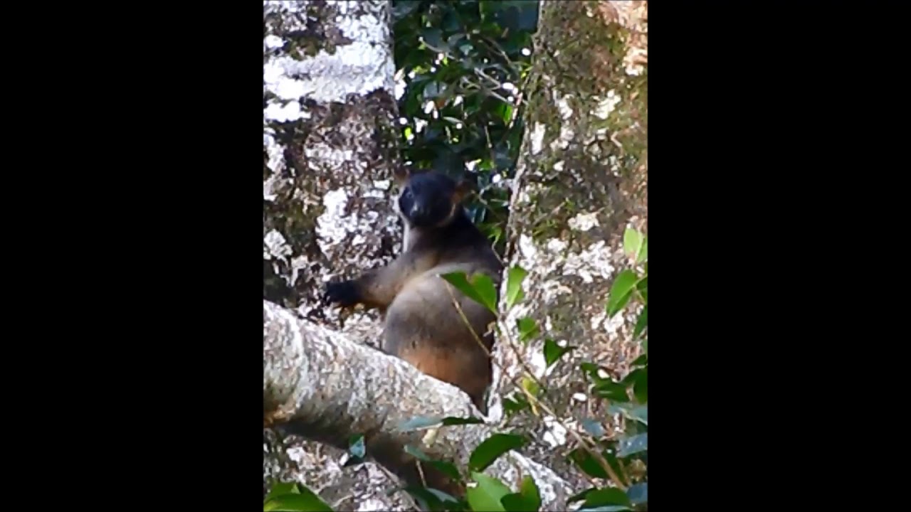 Rare tree climbing kangaroo - YouTube