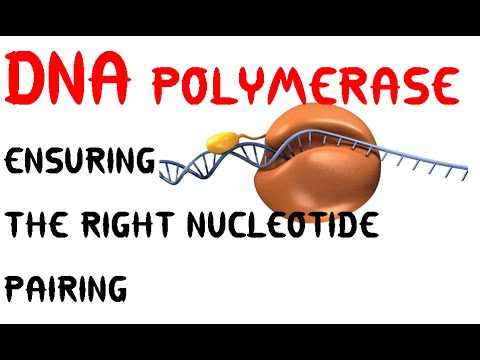 DNA polymerization | nucleotide addition during DNA synthesis - YouTube