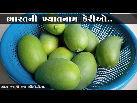 mango | different types mangoes | kesar Keri - YouTube