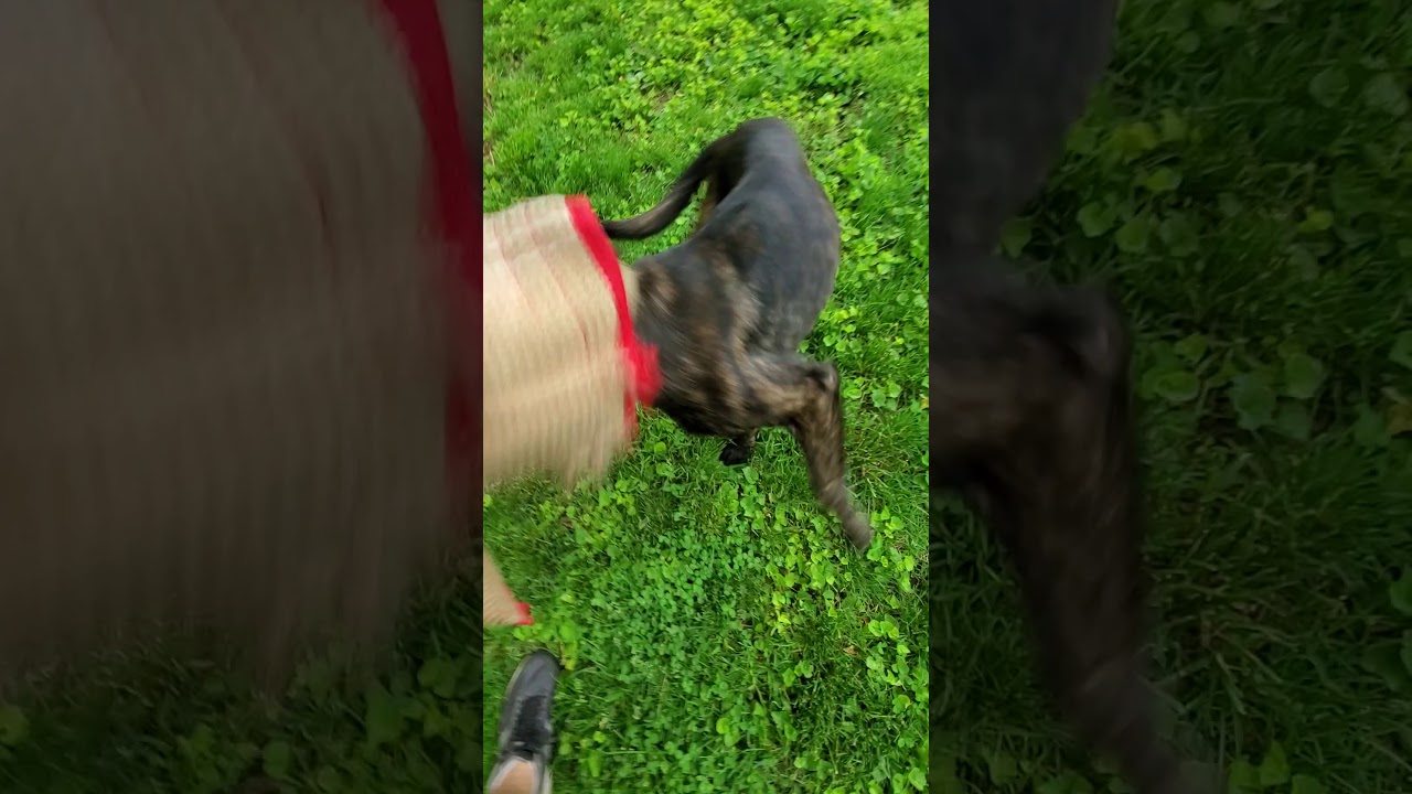 Mali Dutchie part 1 of 3 - YouTube