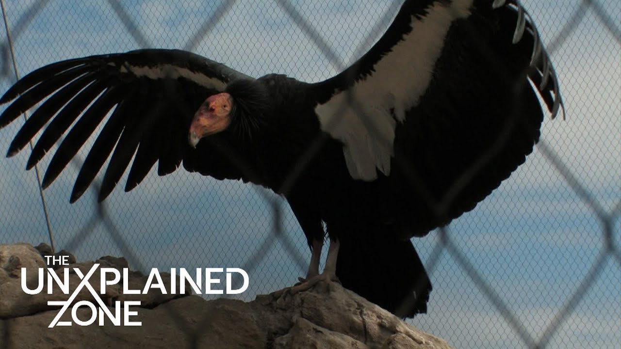 MONSTROUS BIRDZILLA FOUND "It Has VERY Sharp Talons" (S1 ...