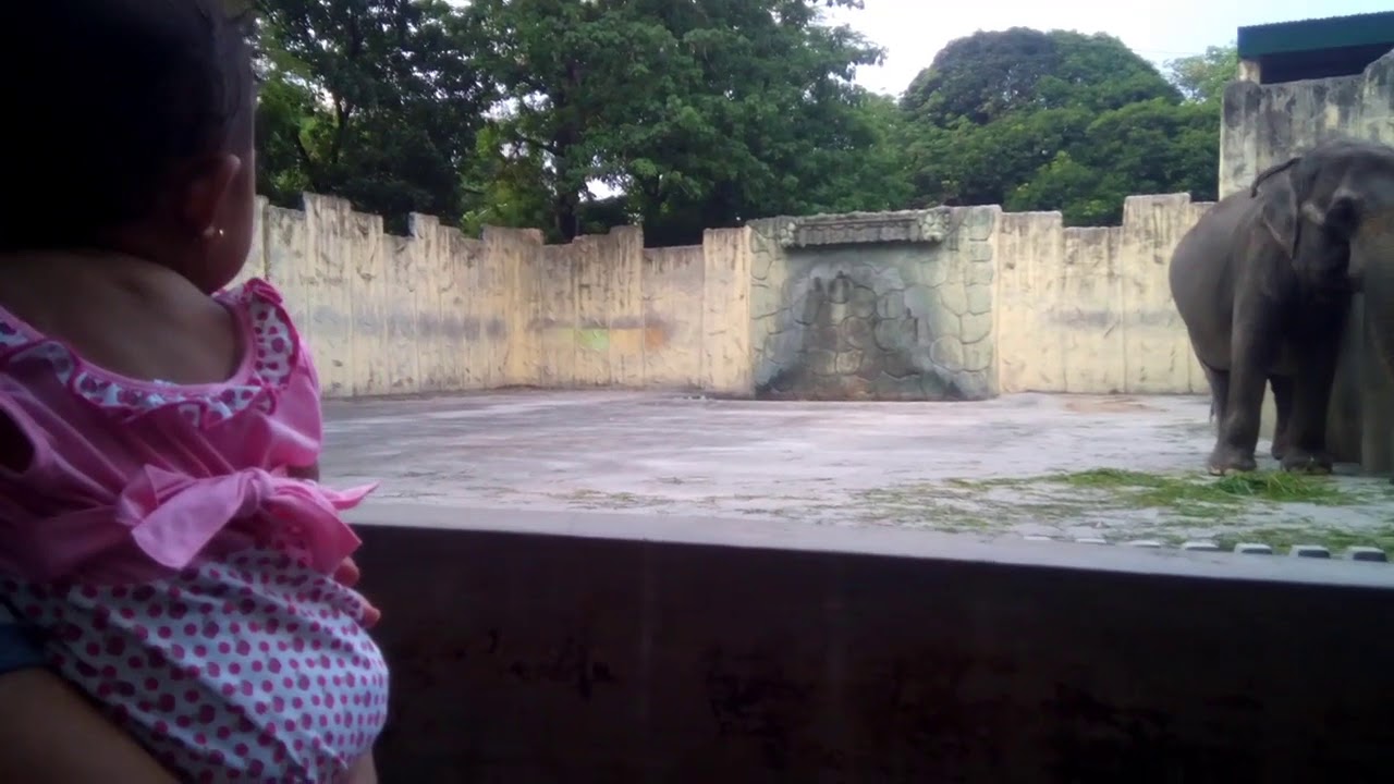 RIP Mali manila zoo. 5months old yaka w/2tito's - YouTube