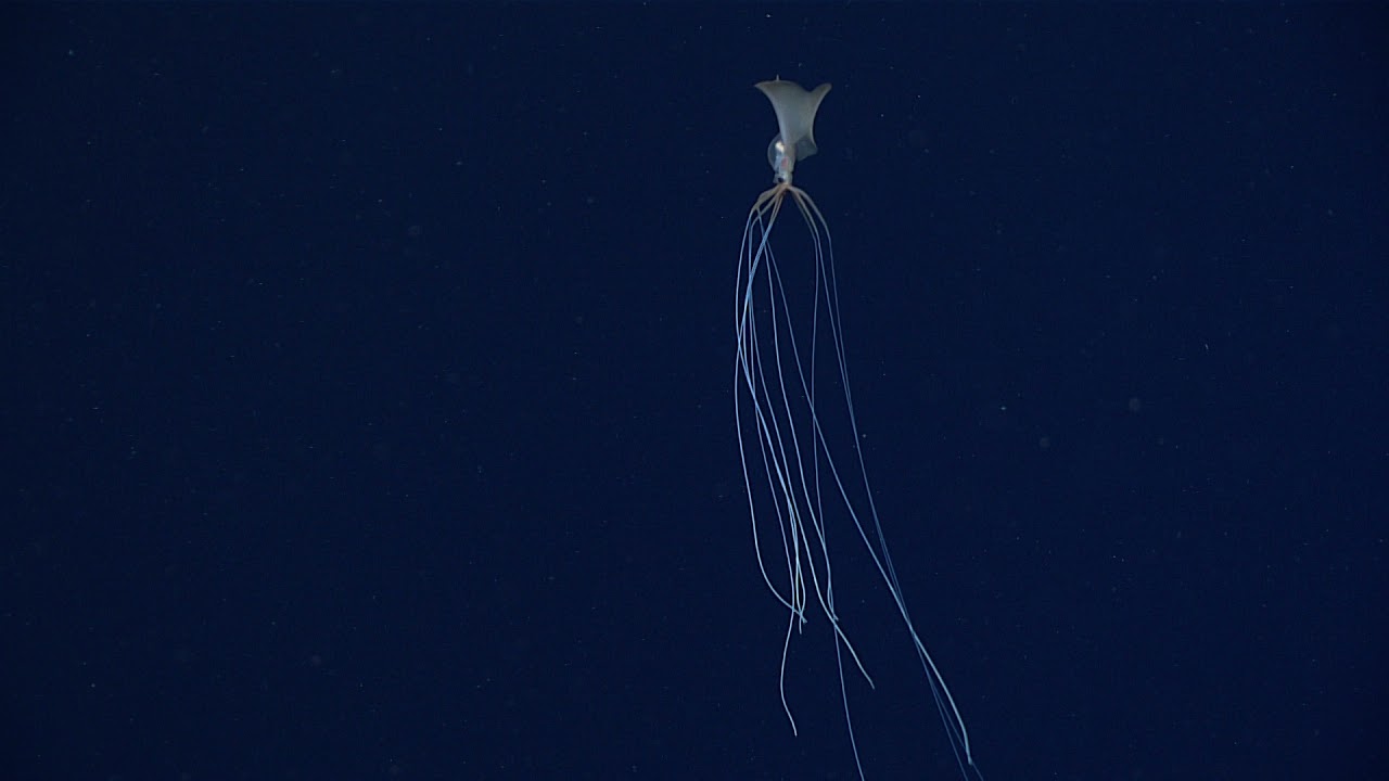 New Bigfin Squid footage (magnapinna squid) - November 2021 - YouTube