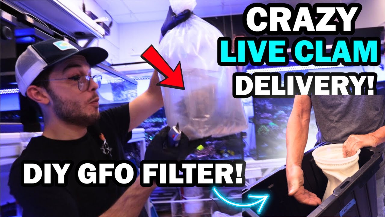Giant Reef Aquarium Clams + DIY GFO Sediment filter! - YouTube