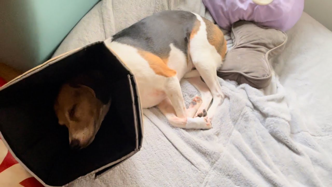 Poor Beagle with paw injury wearing the cone of shame - YouTube