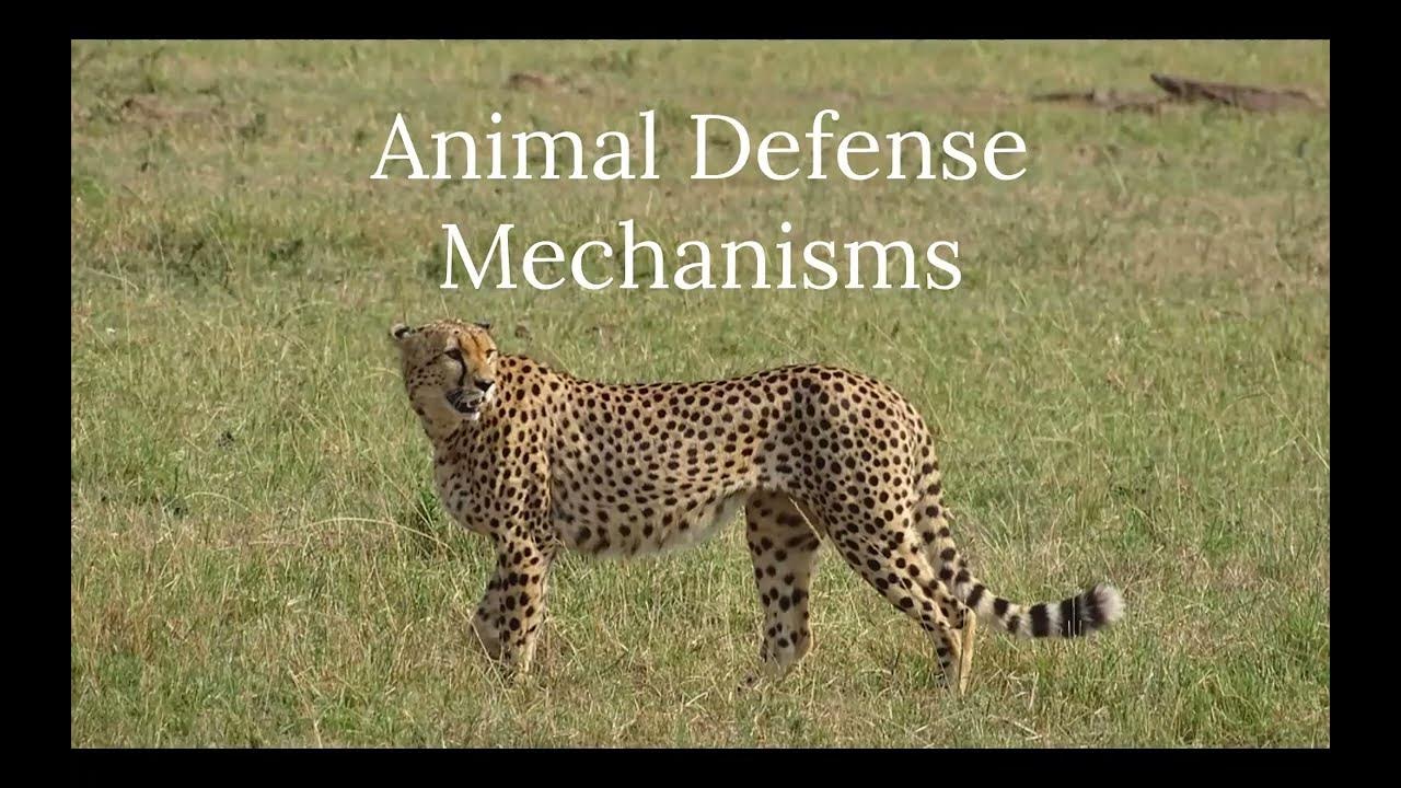 Animal Defense Mechanisms - YouTube