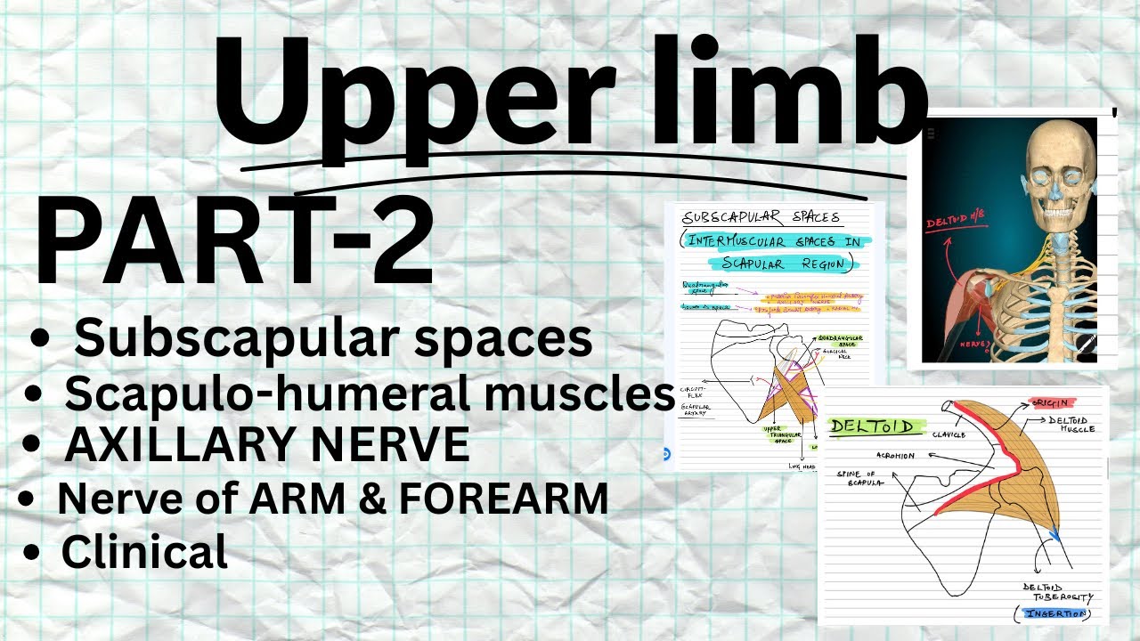 Subscapular Spaces || Scapulo Humeral Muscles || Axillary Nerve ...