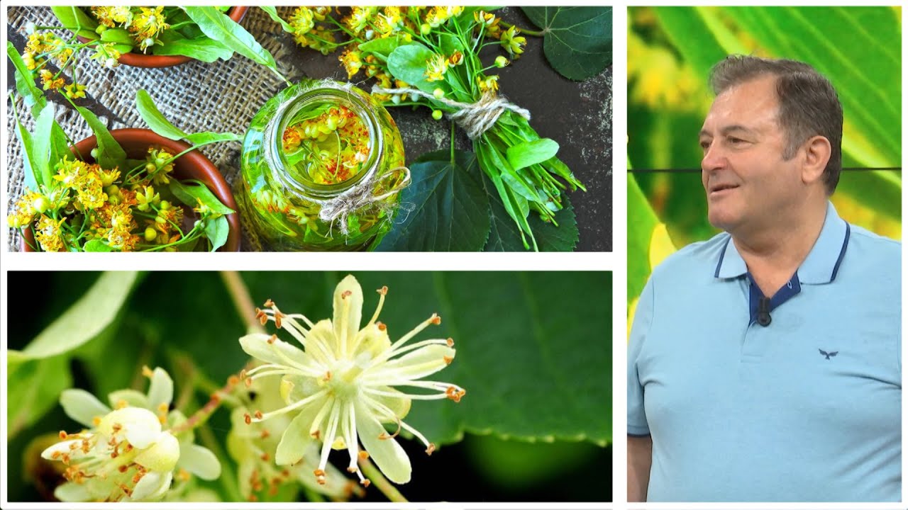 Koha e Luleve të Blirit/ Ilaç për shumë sëmundje, Ylli Merja tregon si ...