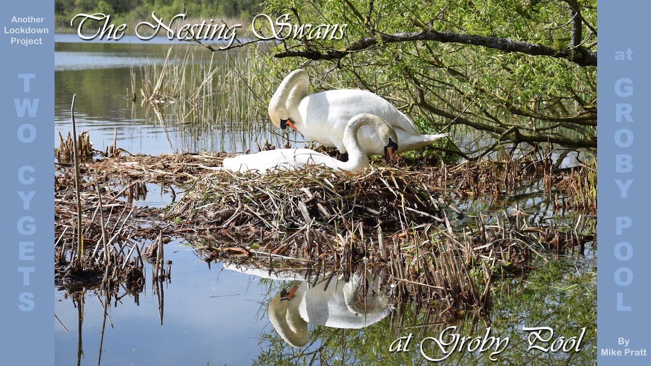 Nesting Swans at Groby Pool - YouTube