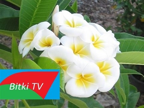 Yasemin - Yasemen - Flos Jasmini Bitkisi - Bitki TV