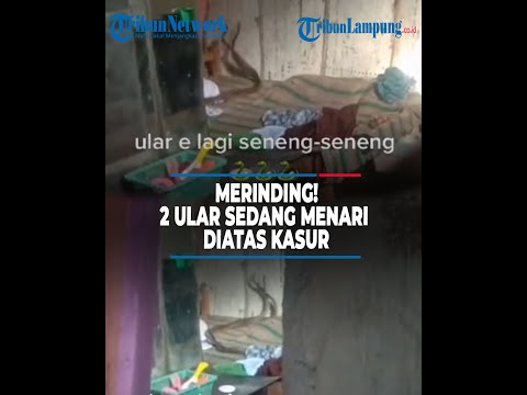Wanita ini Teriak Histeris Usai Melihat Dua Ular Menari Diatas Kasur - @TribunLampungOfficial