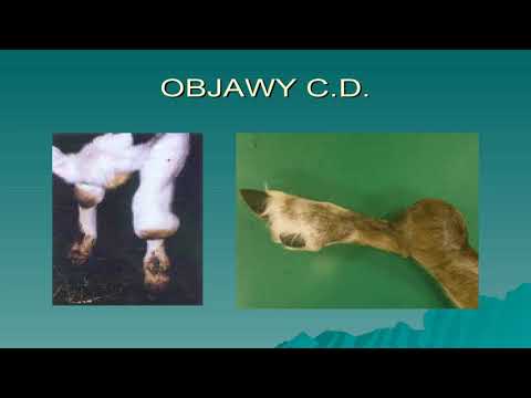 AE11, bruceloza bydła - YouTube