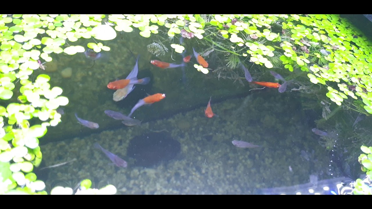 NATURAL BREEDING OF SWORDTAIL Inside My 20 gallon Aquarium - YouTube