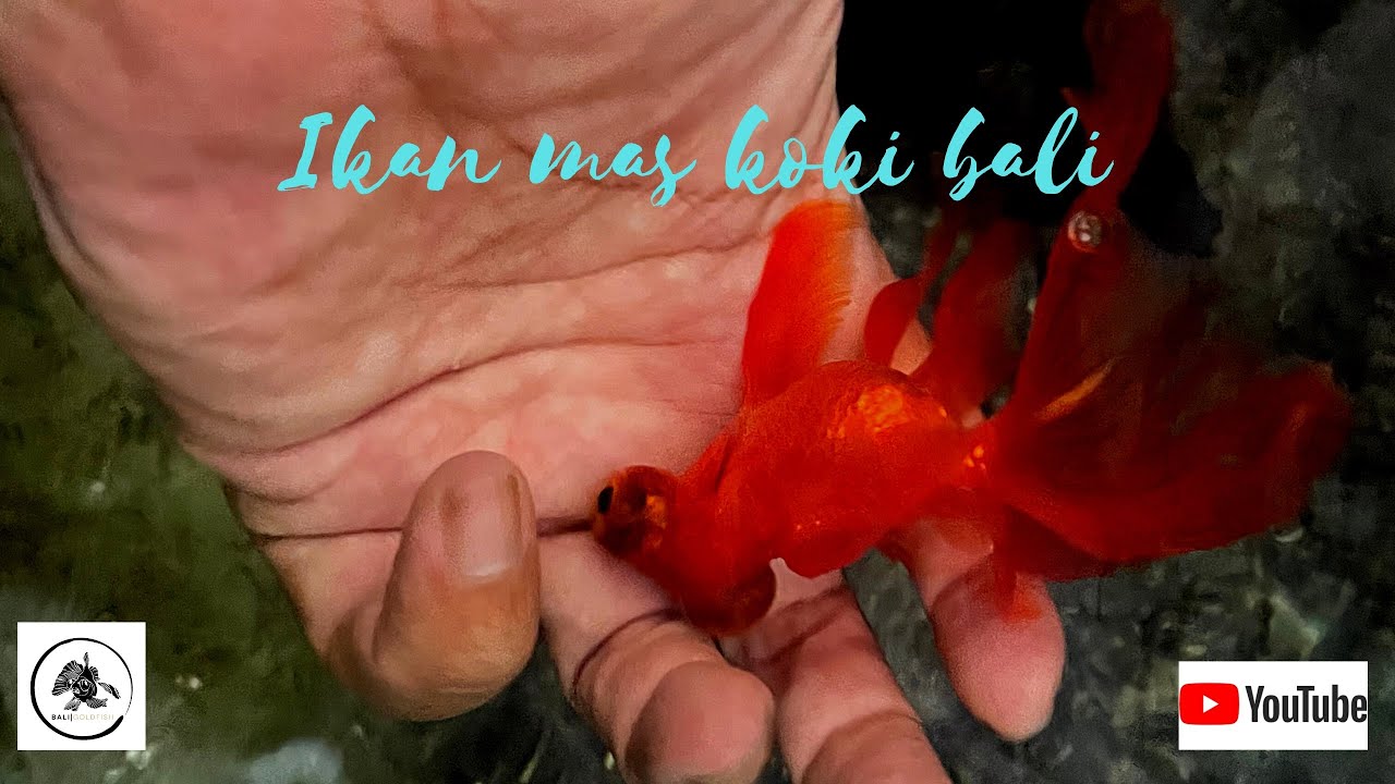 Farm ikan mas koki bali #9 ‼️ - YouTube
