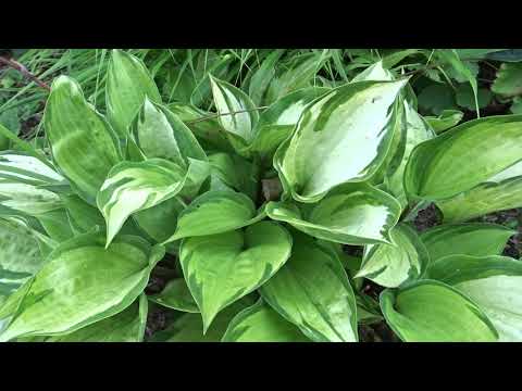 Hosta var. Volcano Island - YouTube