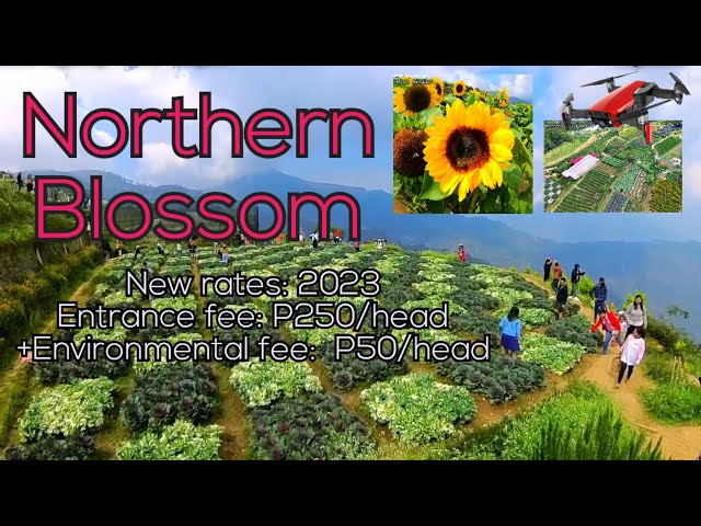 Flower Farm Baguio Entrance Fee | Best Flower Site