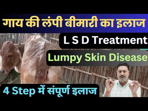 LSD Treatment in cattle गाय को लंपी बीमारी का इलाज Lumpy Skin Disease ...