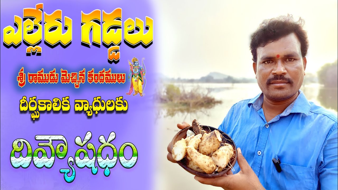 ఎల్లేరు గడ్డలు దీర్ఘకాలిక వ్యాధిలకు దివ్యౌషధములు | Health Benefits Of ...