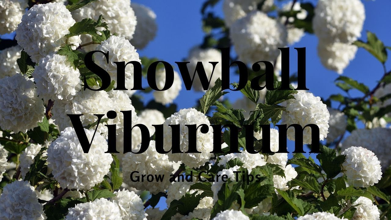 Snowball Viburnum: Grow and Care Tips - YouTube