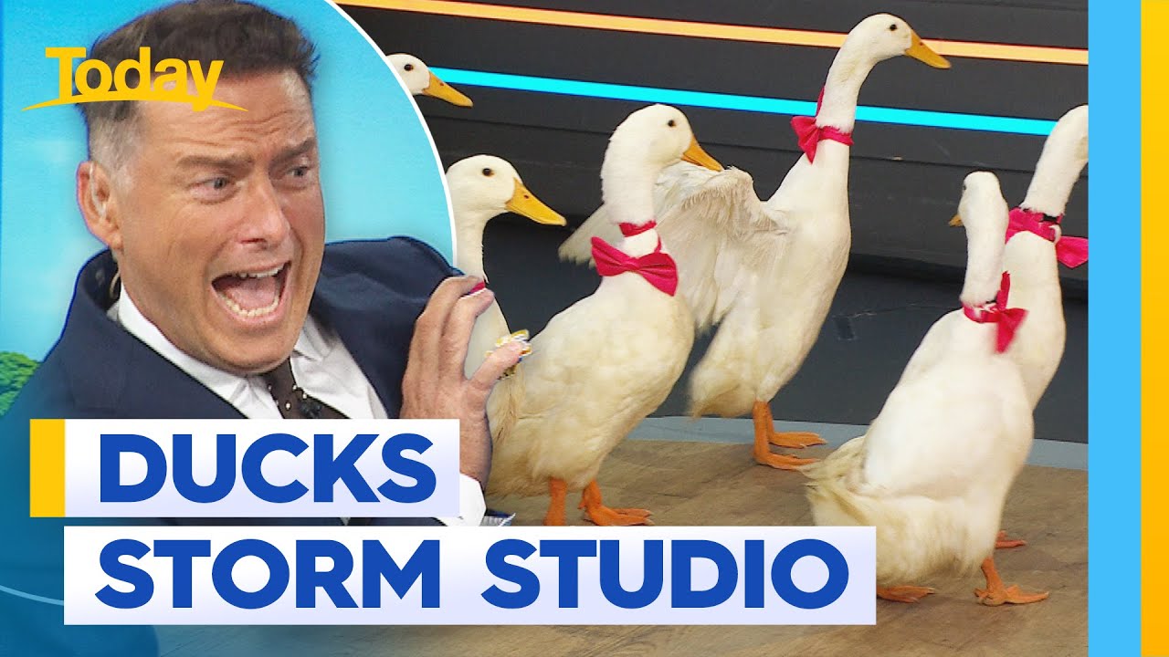 Fancy dress ducks give Karl a fright | Today Show Australia - YouTube