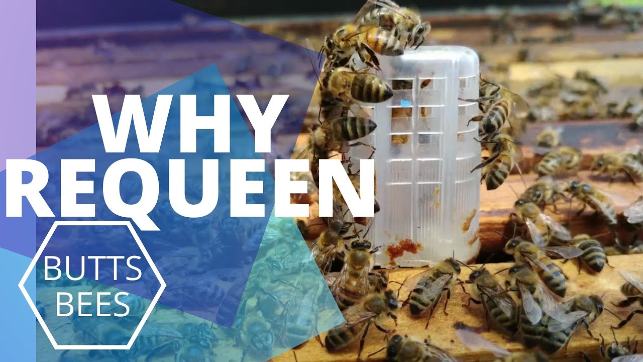 ☯️ Beekeeping | Bad Laying Pattern - Requeen - YouTube